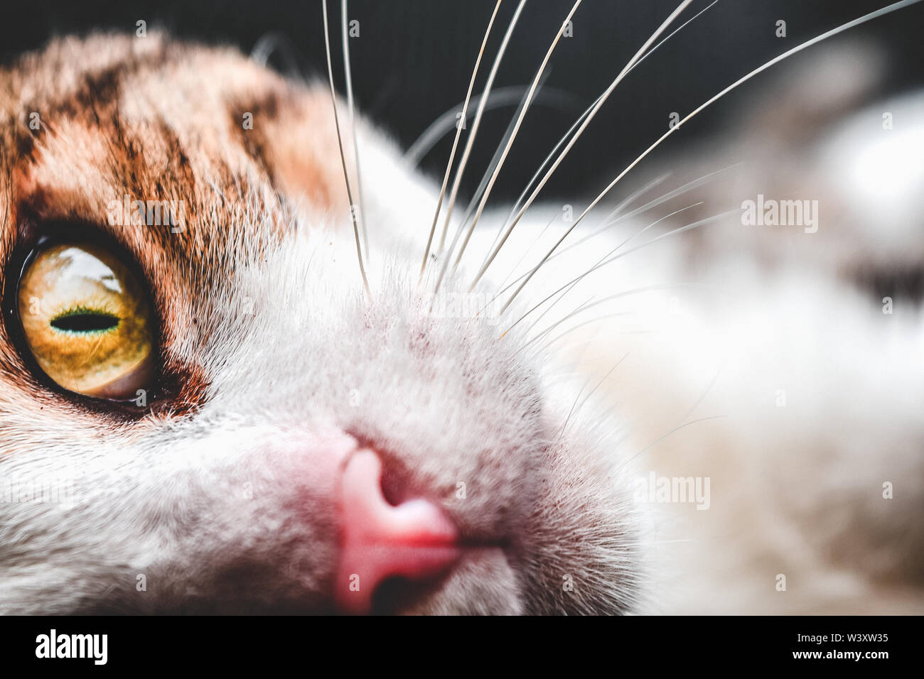 Cat Close up Stock Photo - Alamy