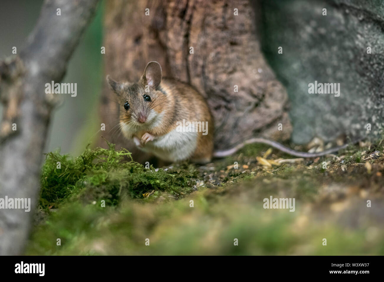 Yellow necked mouse hi-res stock photography and images - Alamy