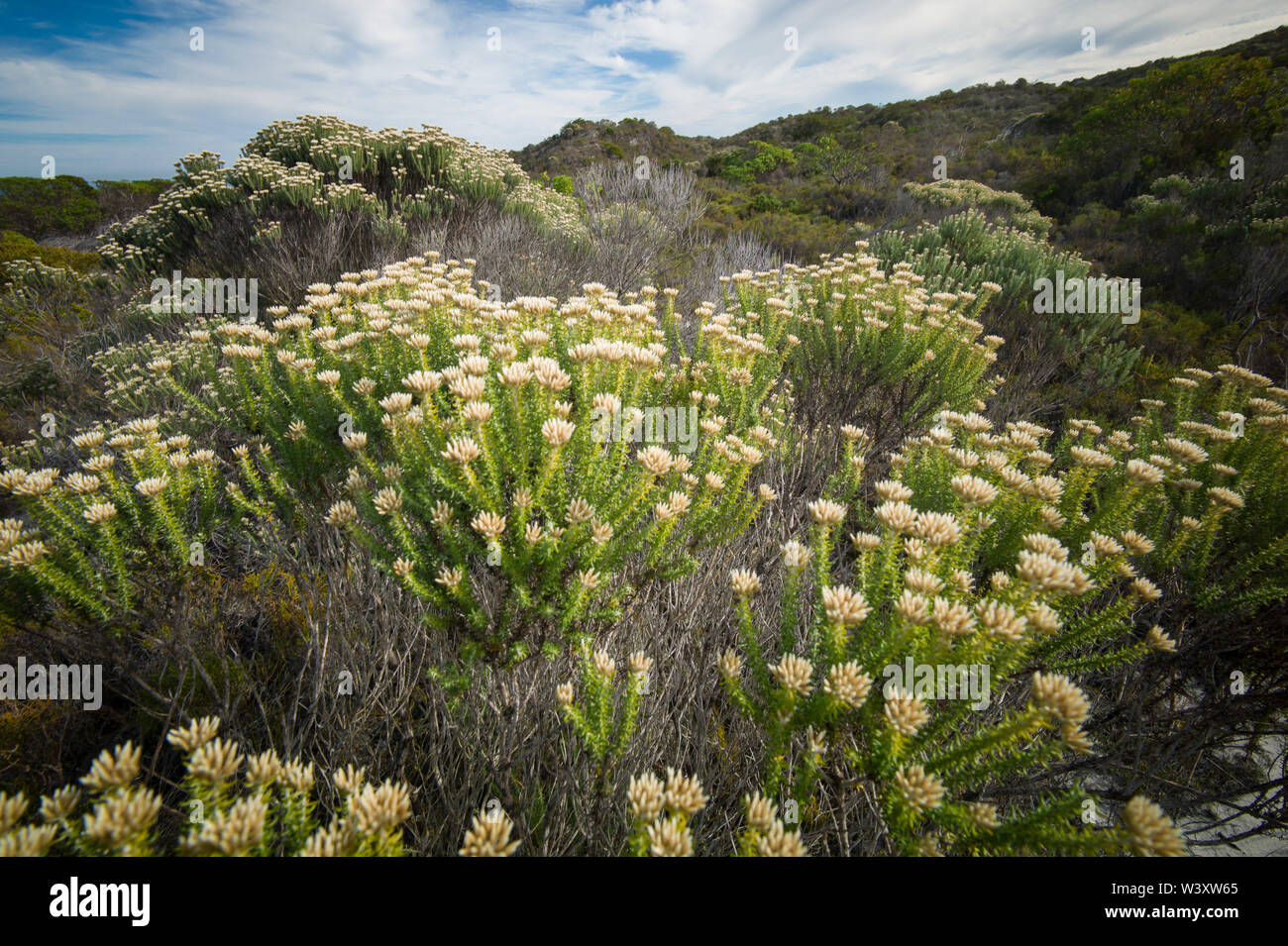 Fynbos ecosystem in south africa hi-res stock photography and images ...
