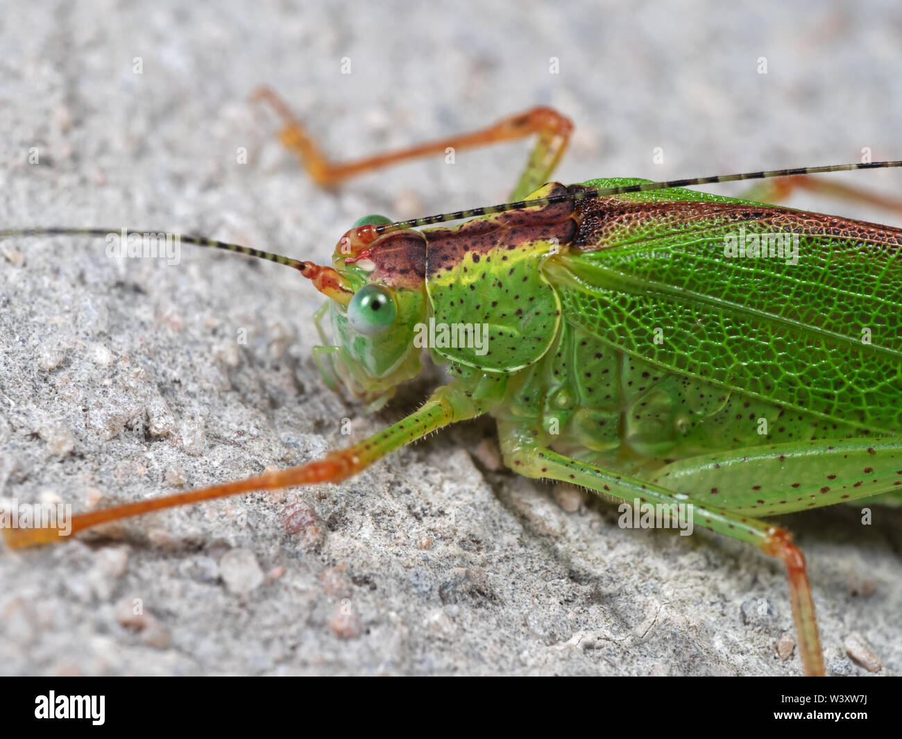 Macro Photography of Green Grasshopper on The Floor, Selective Focus ...