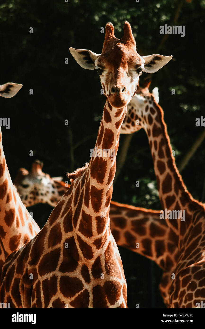Berlin zoo giraffe hi-res stock photography and images - Alamy