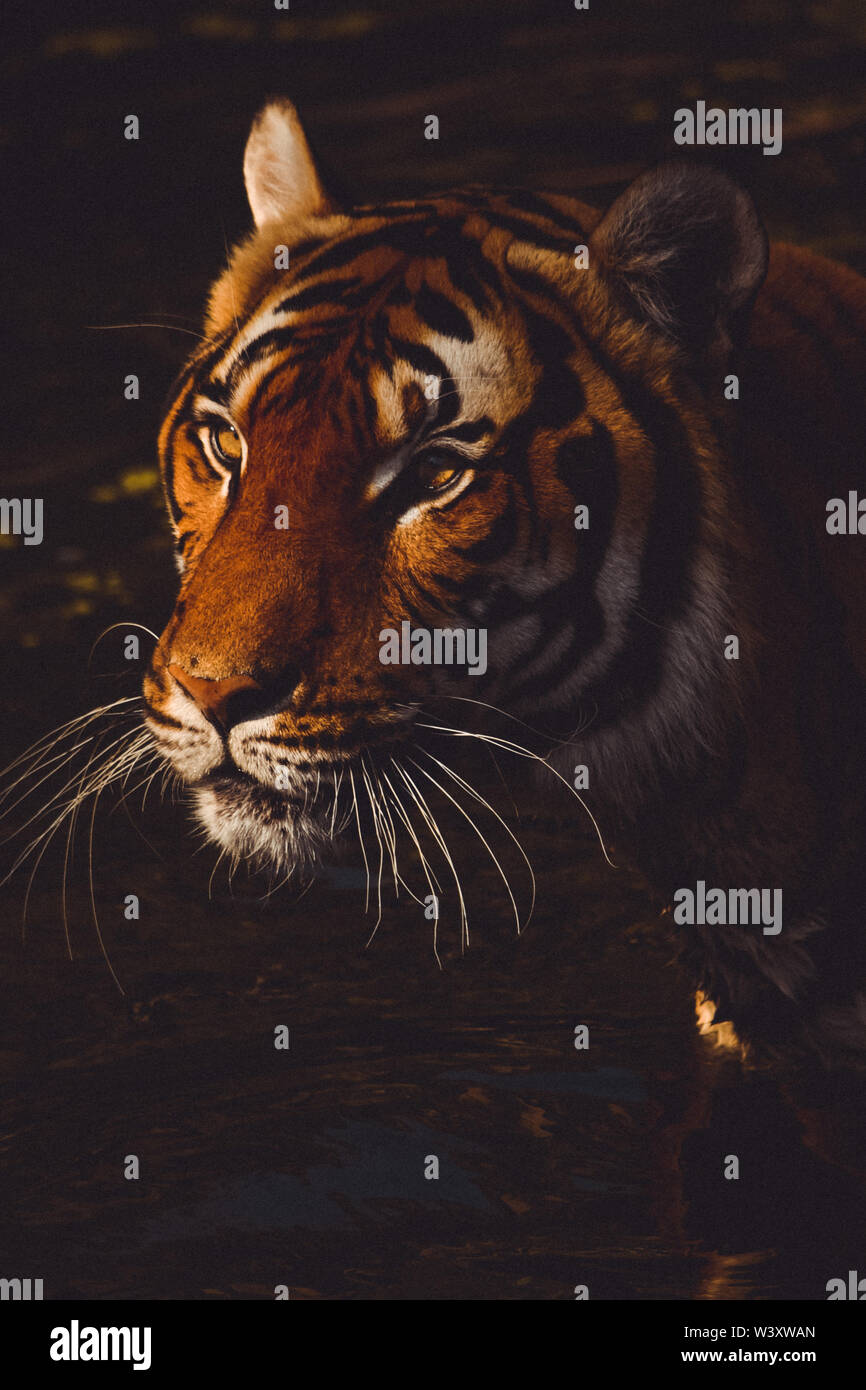 Focused animal hi-res stock photography and images - Alamy