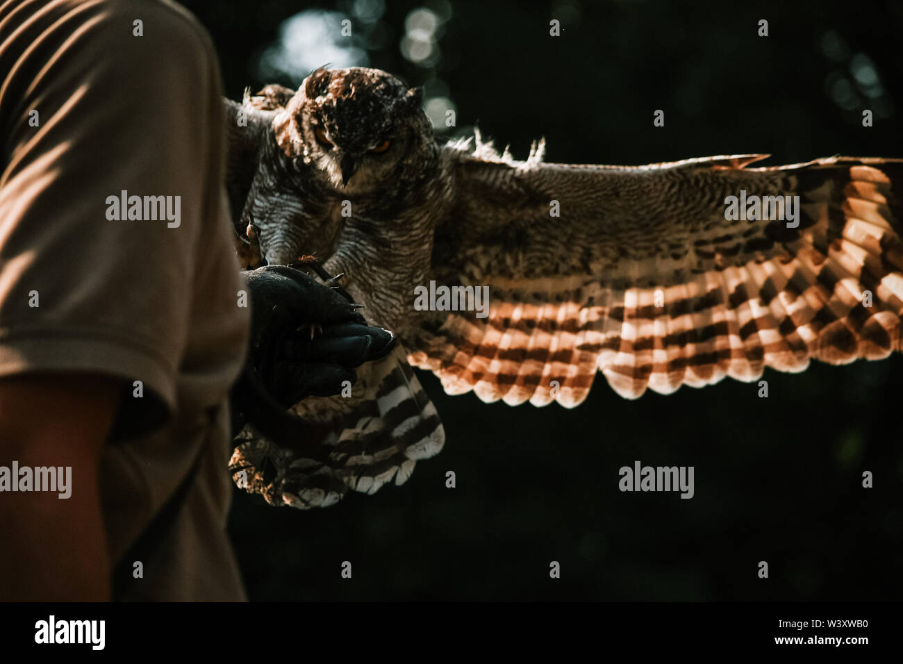 Flying owl hi-res stock photography and images - Alamy