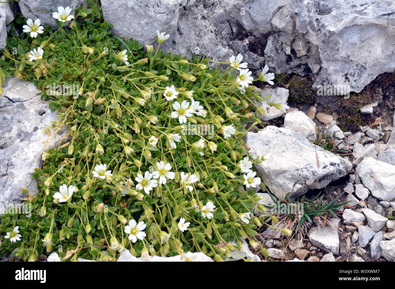 Plant among rocks hi-res stock photography and images - Alamy