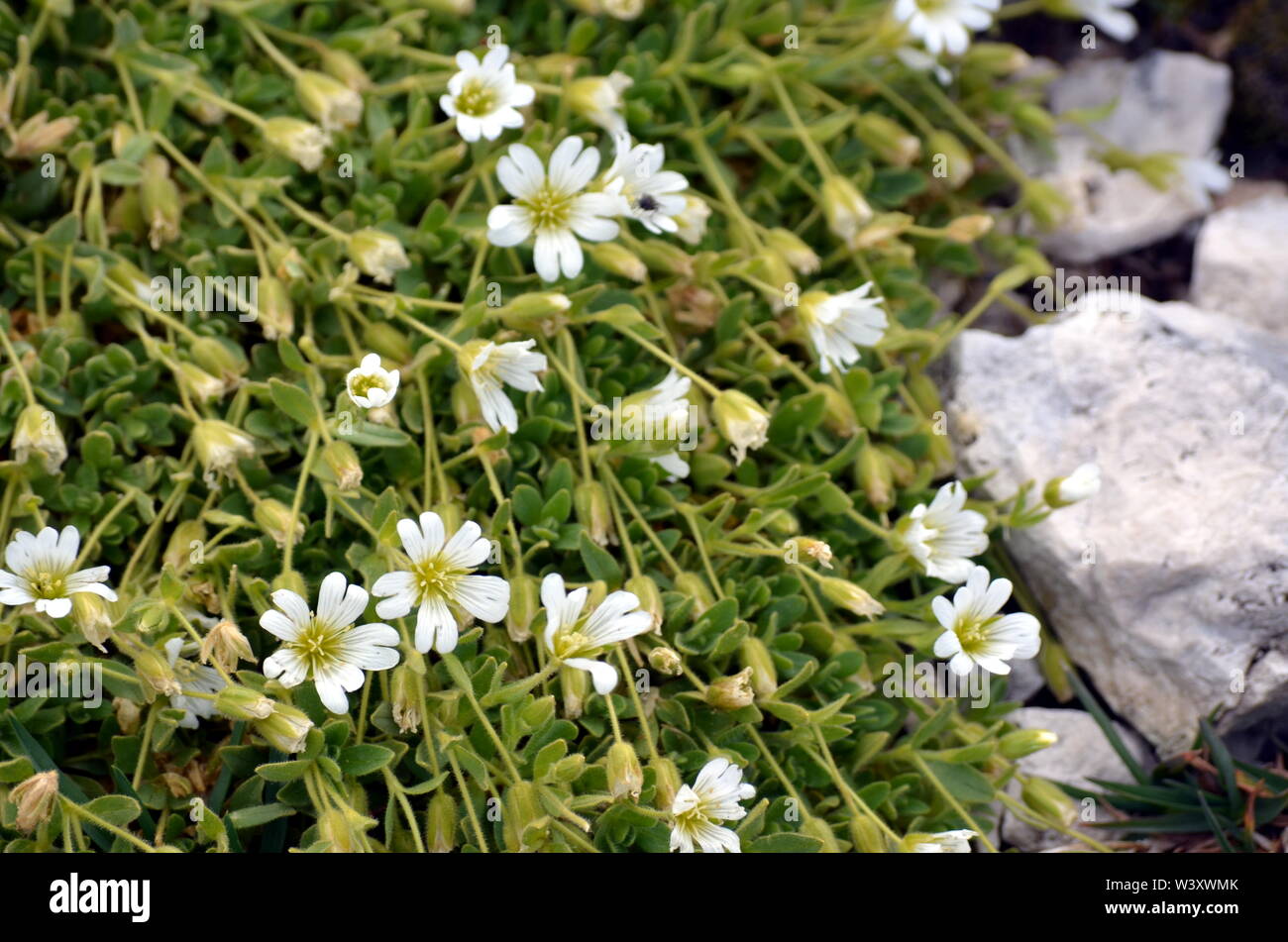 Plant among rocks hi-res stock photography and images - Alamy
