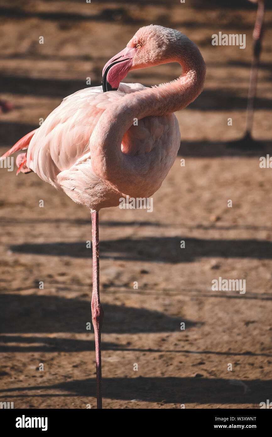 Flamingo Standing On One Leg Stock Photo - Alamy