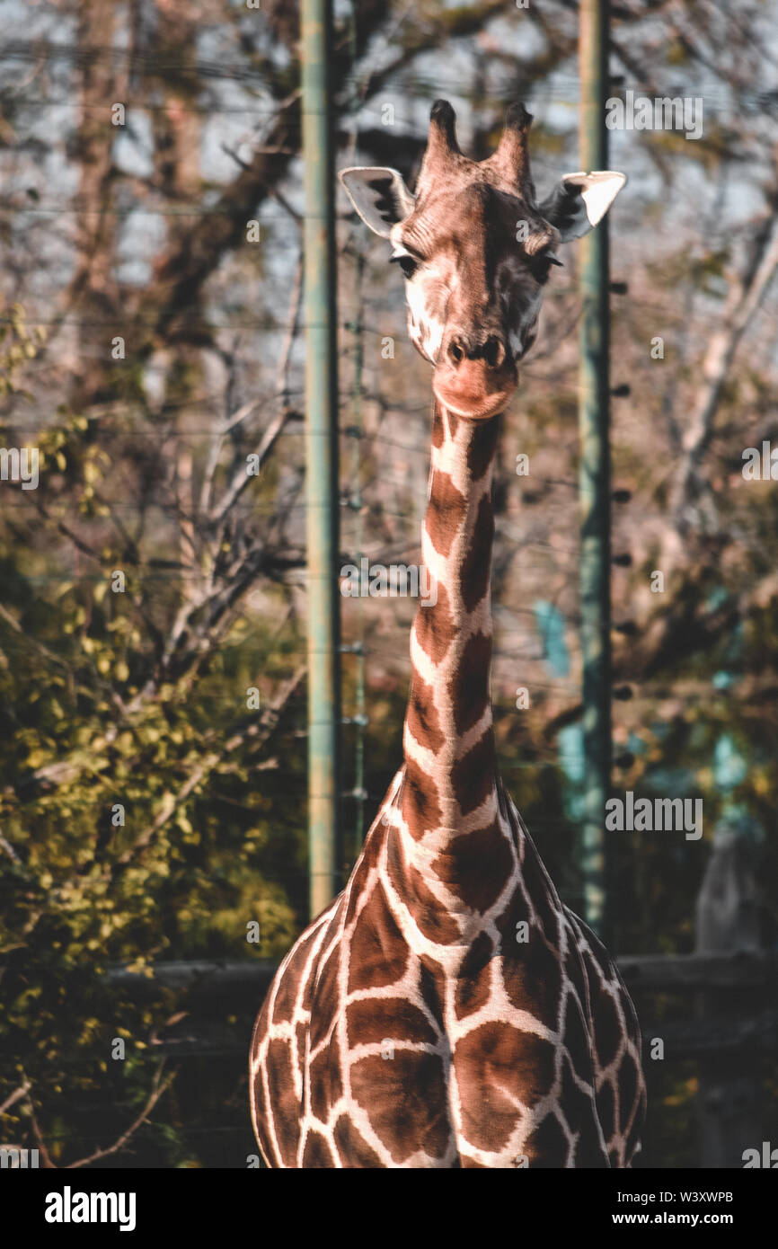 Giraffe photography hi-res stock photography and images - Alamy