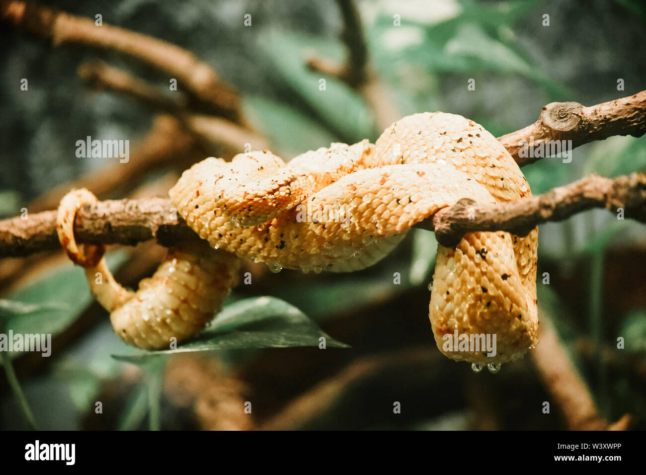 Yellow snake hi-res stock photography and images - Alamy
