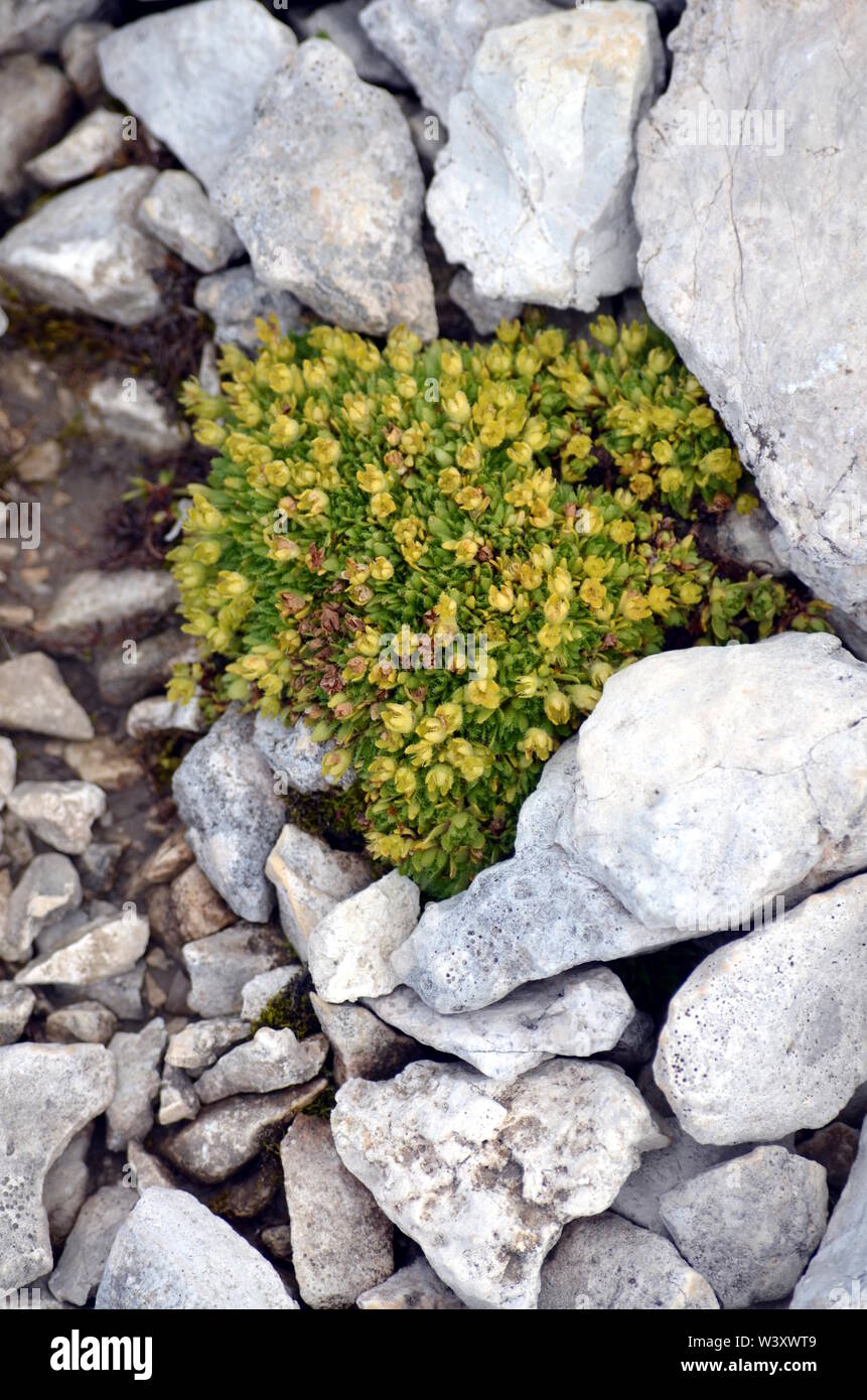 Yellow flowers growing rocks hi-res stock photography and images - Alamy