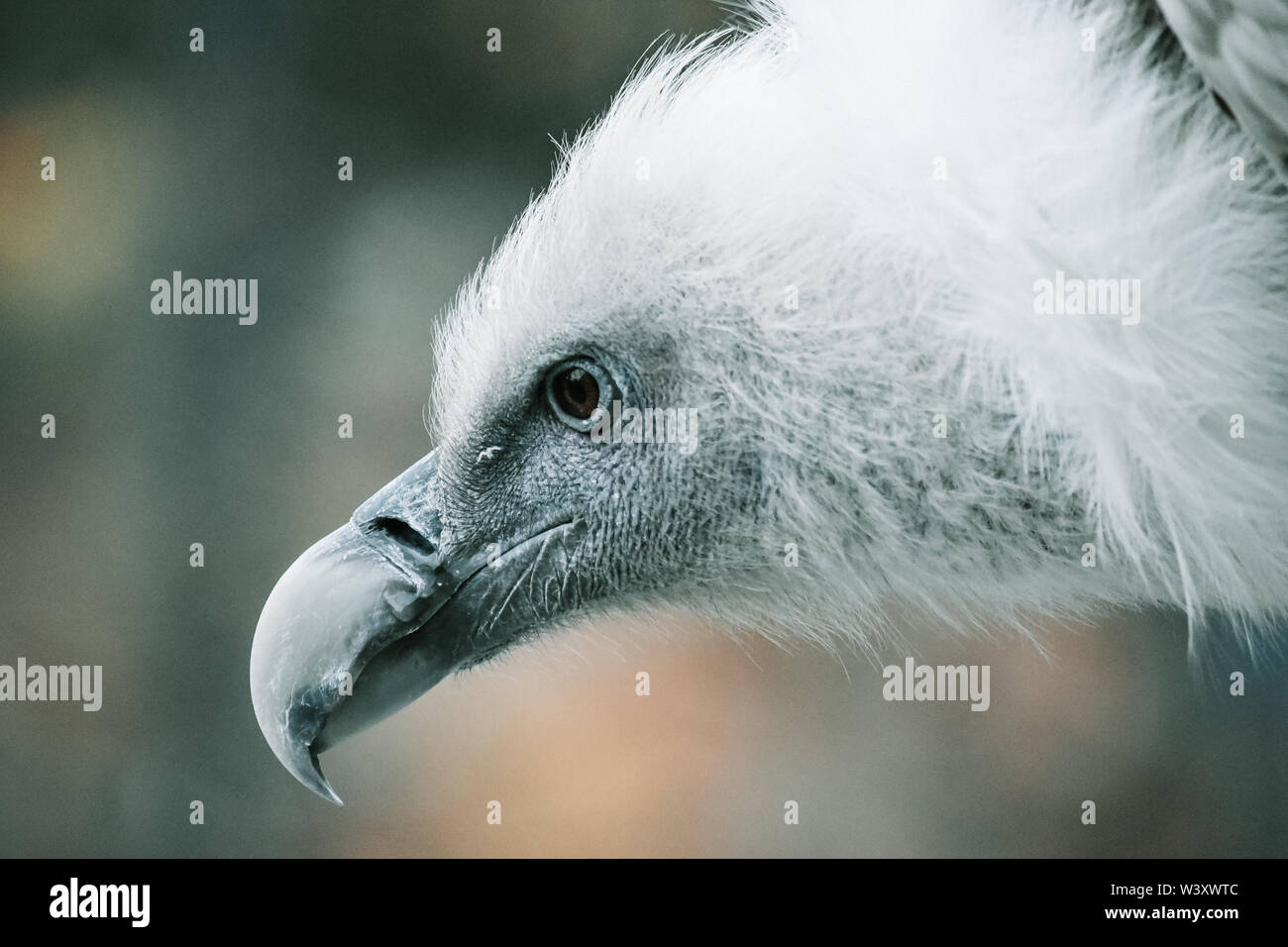 Side View of a Vulture Stock Photo - Alamy
