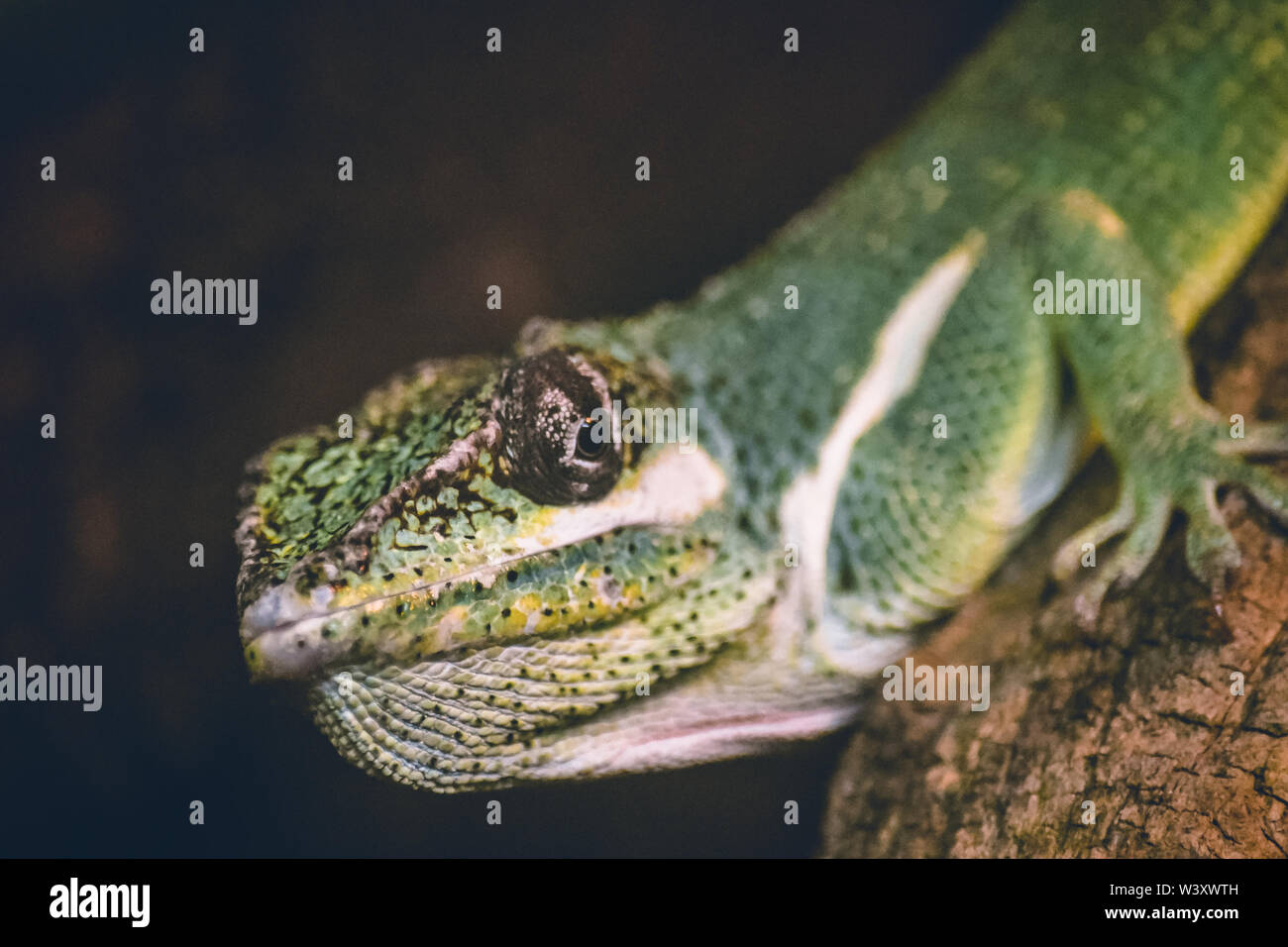 Reptile feet hi-res stock photography and images - Alamy