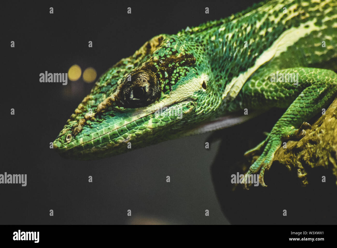 Dotted animals hi-res stock photography and images - Alamy