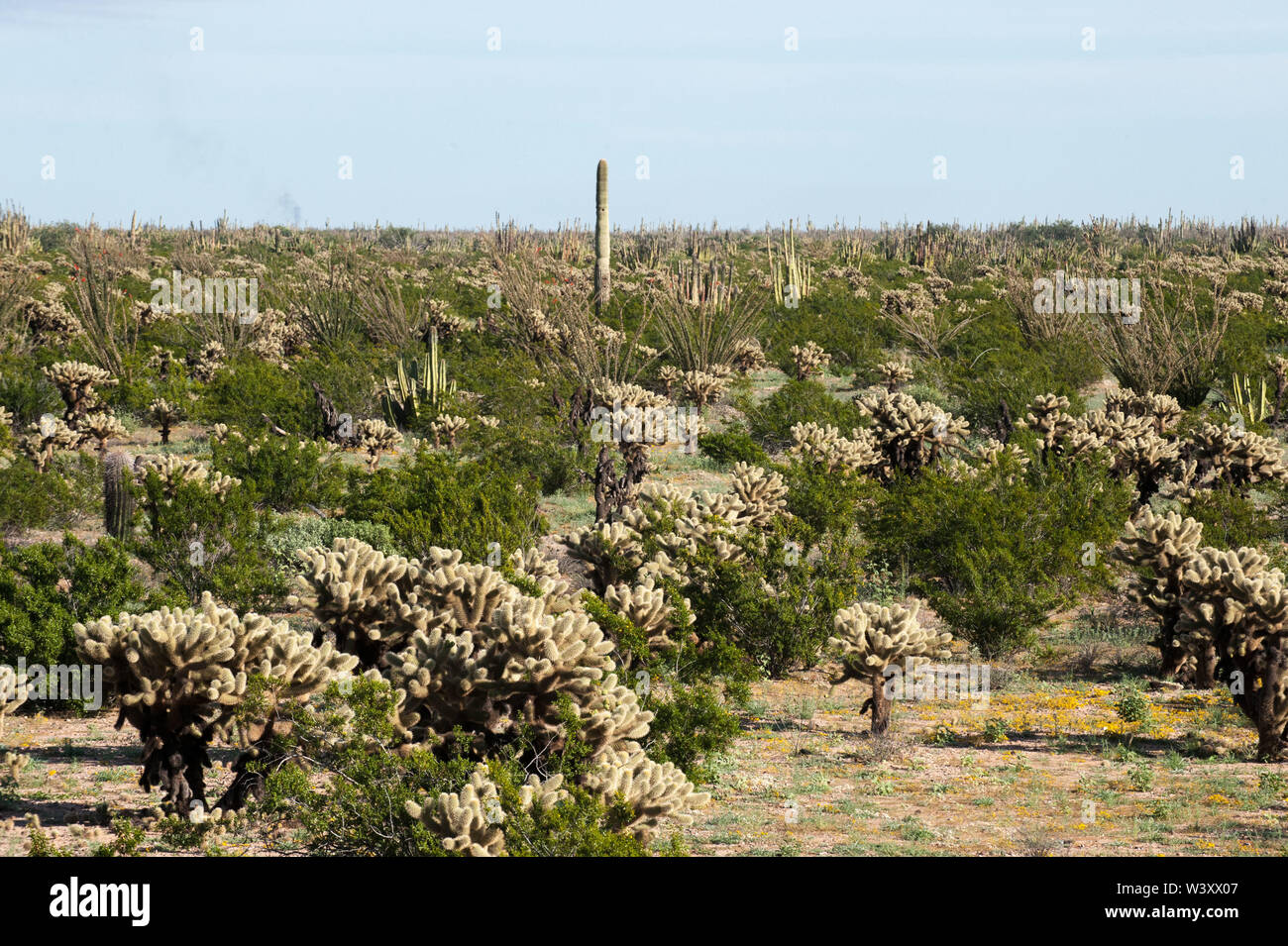 Mexican desert plants hi-res stock photography and images - Alamy