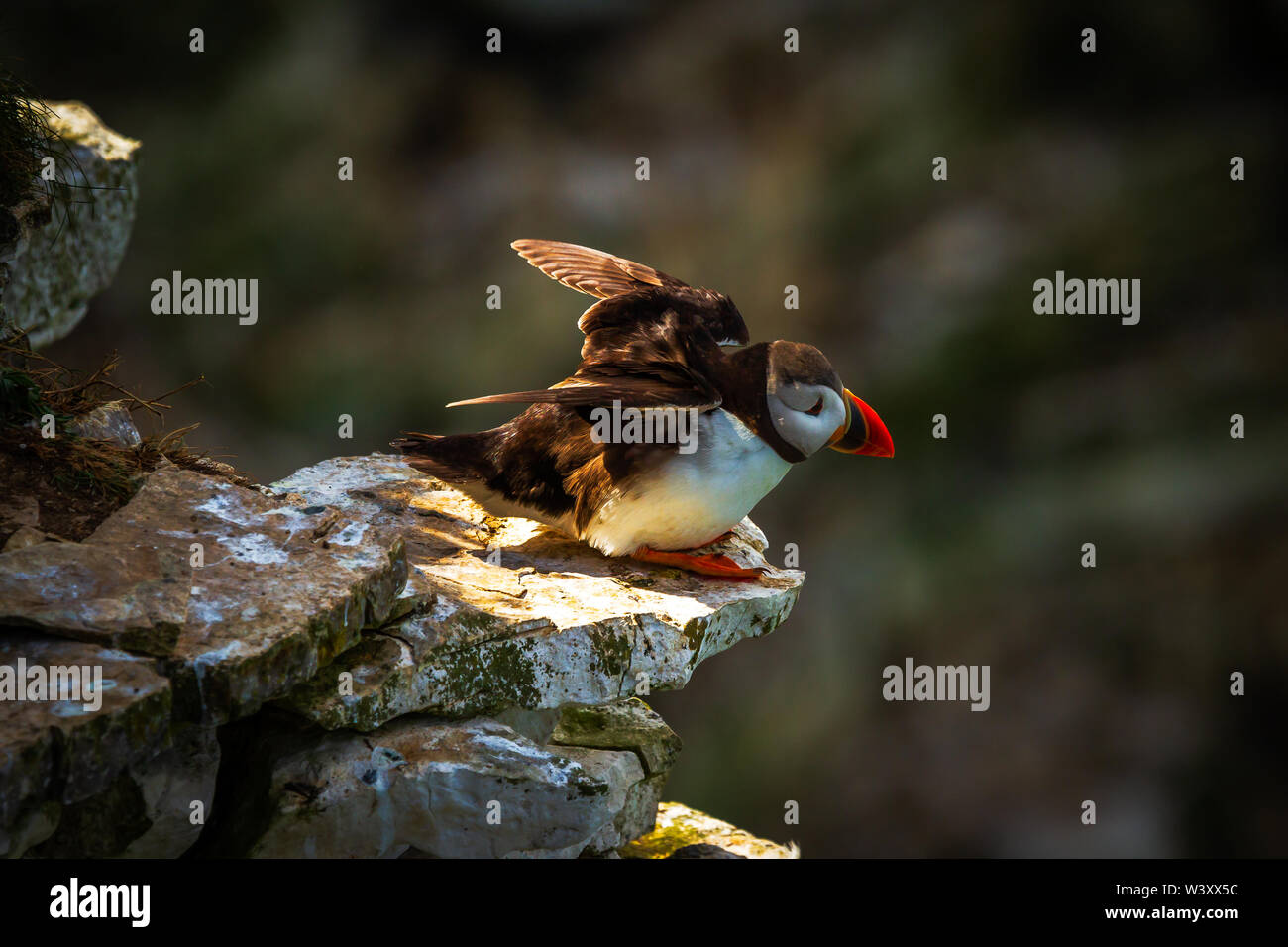 Puffins on Bempton Cliffs Stock Photo - Alamy