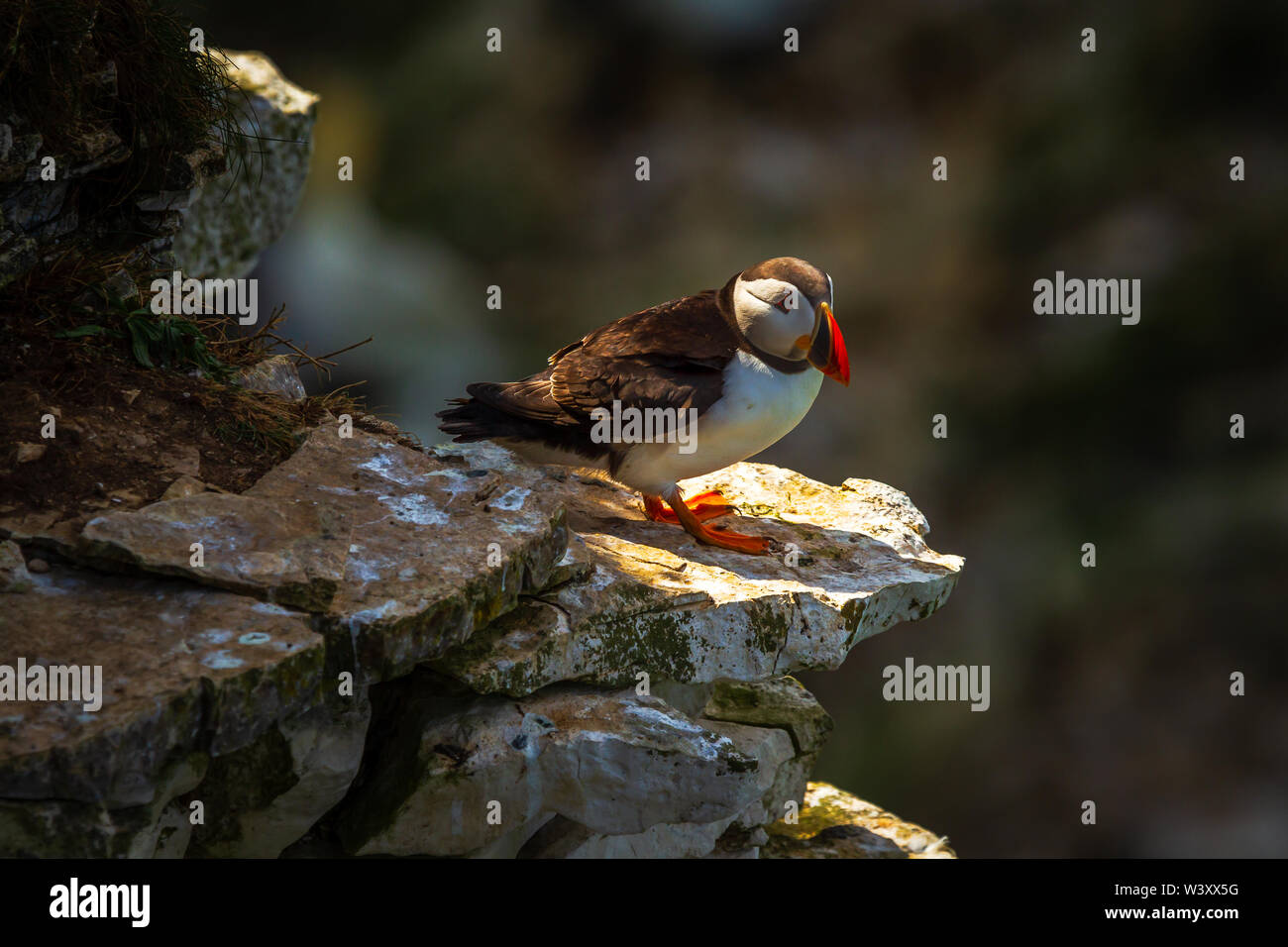 Puffins on Bempton Cliffs Stock Photo - Alamy