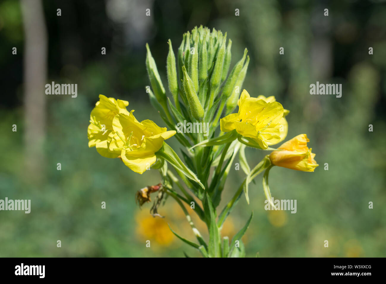 Evening primrose flowers hi-res stock photography and images - Alamy