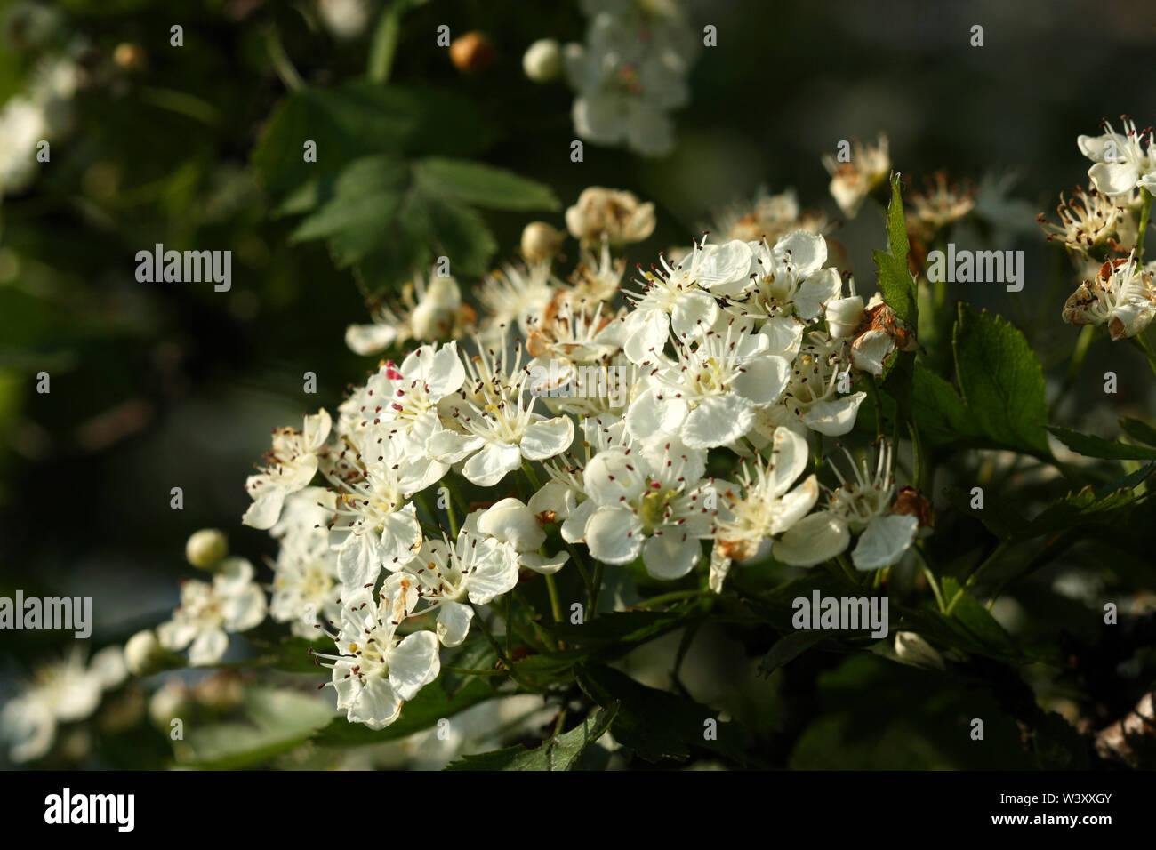 Blooming hawthorn (Crataegus) shrub. Beautiful spring flowers Stock ...