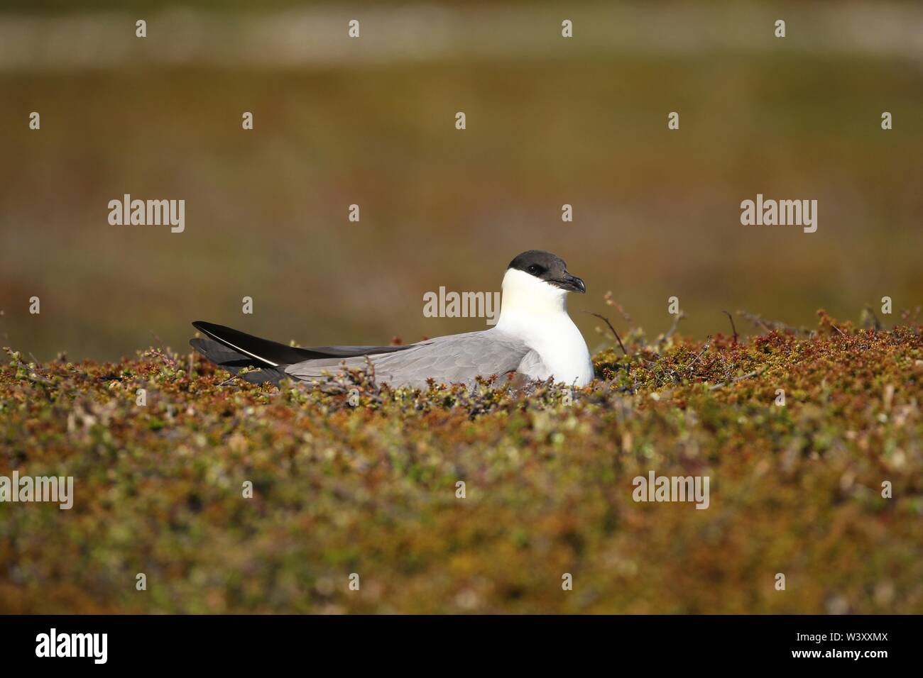 Long-tailed jaeger (Stercorarius longicaudus) breeds on the ground in ...