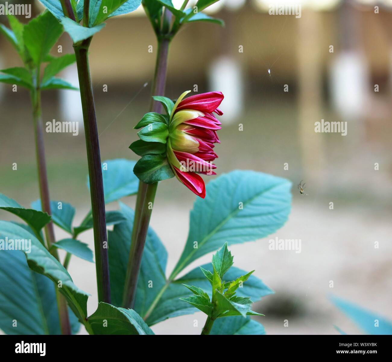 Red colour Dalia flower Stock Photo - Alamy