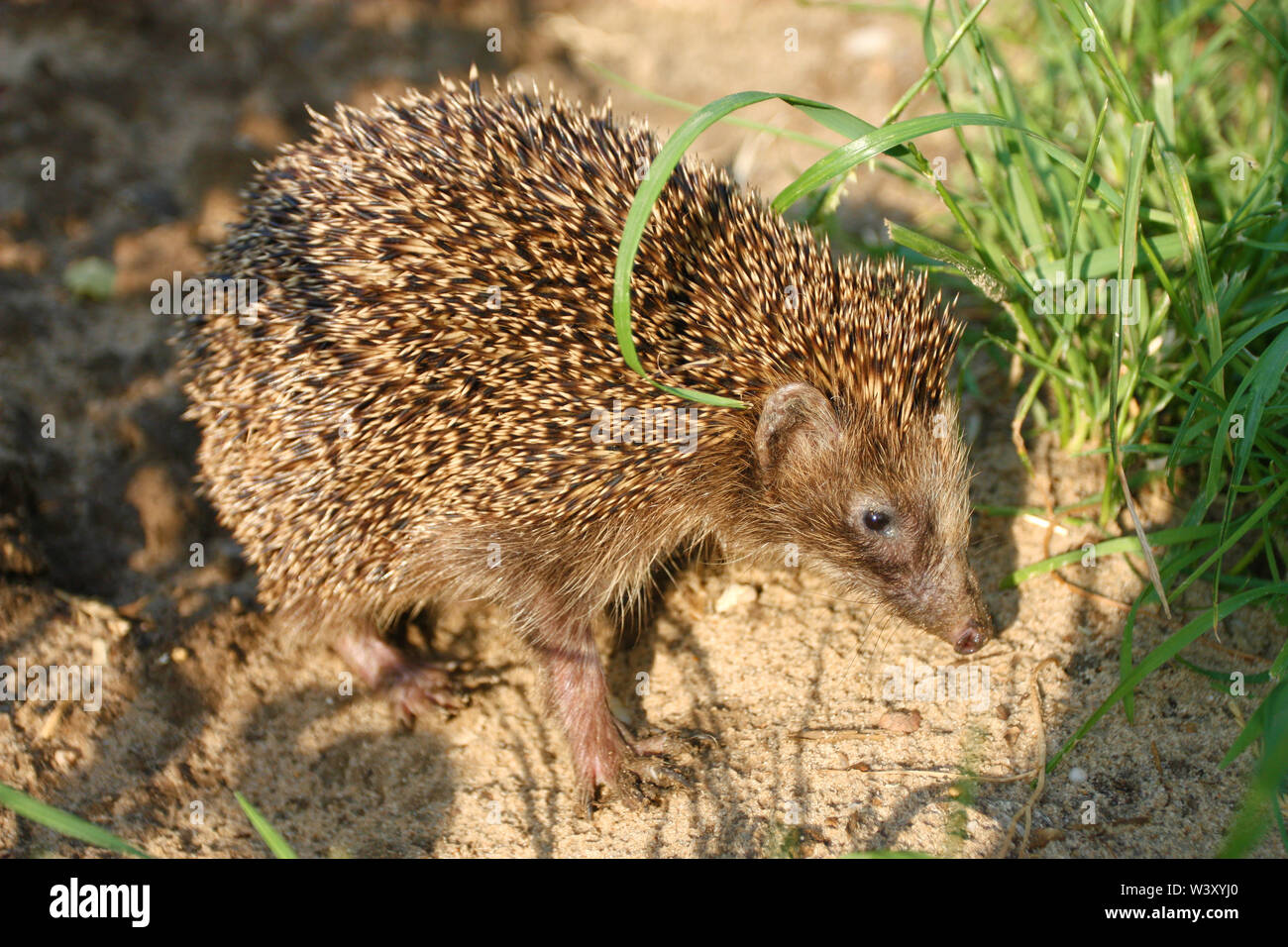 West European Hedgehog walking Stock Photo - Alamy
