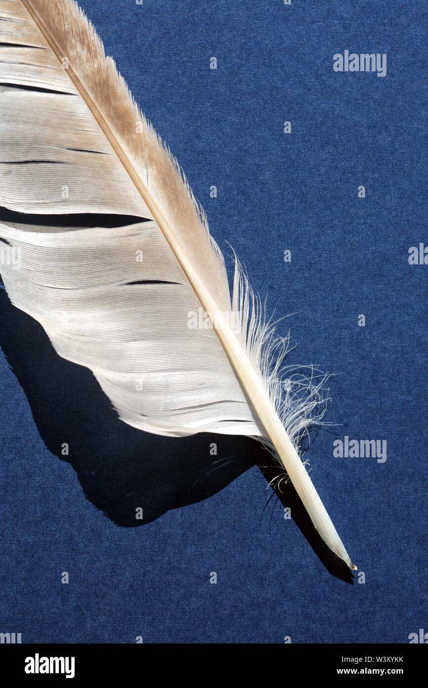 One bird feather on blue background against sun light Stock Photo - Alamy