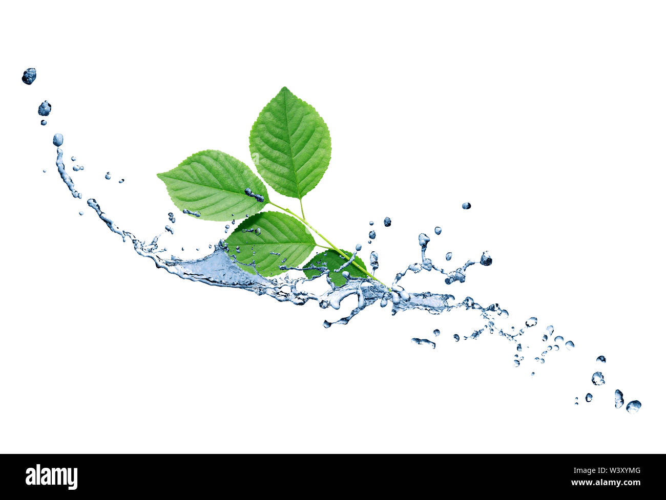 Freshness green leaves with water splash on white background Stock ...