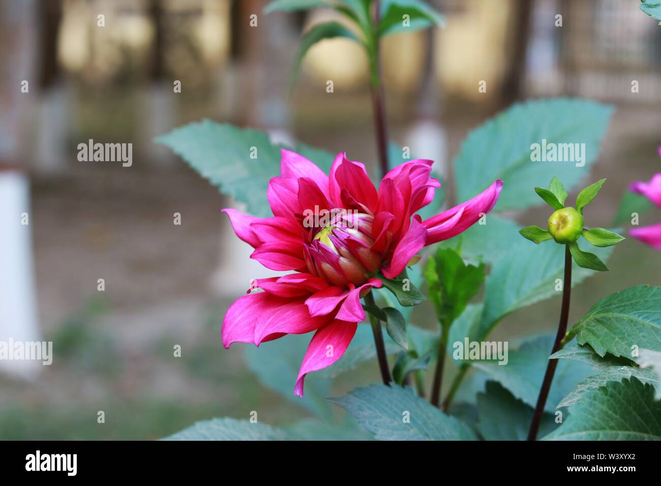 Red colour Dalia flower Stock Photo - Alamy