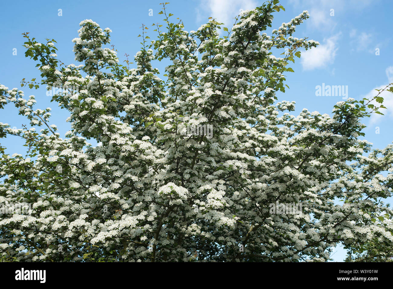 Hawthorn blossom in the Spring sunshine Stock Photo - Alamy