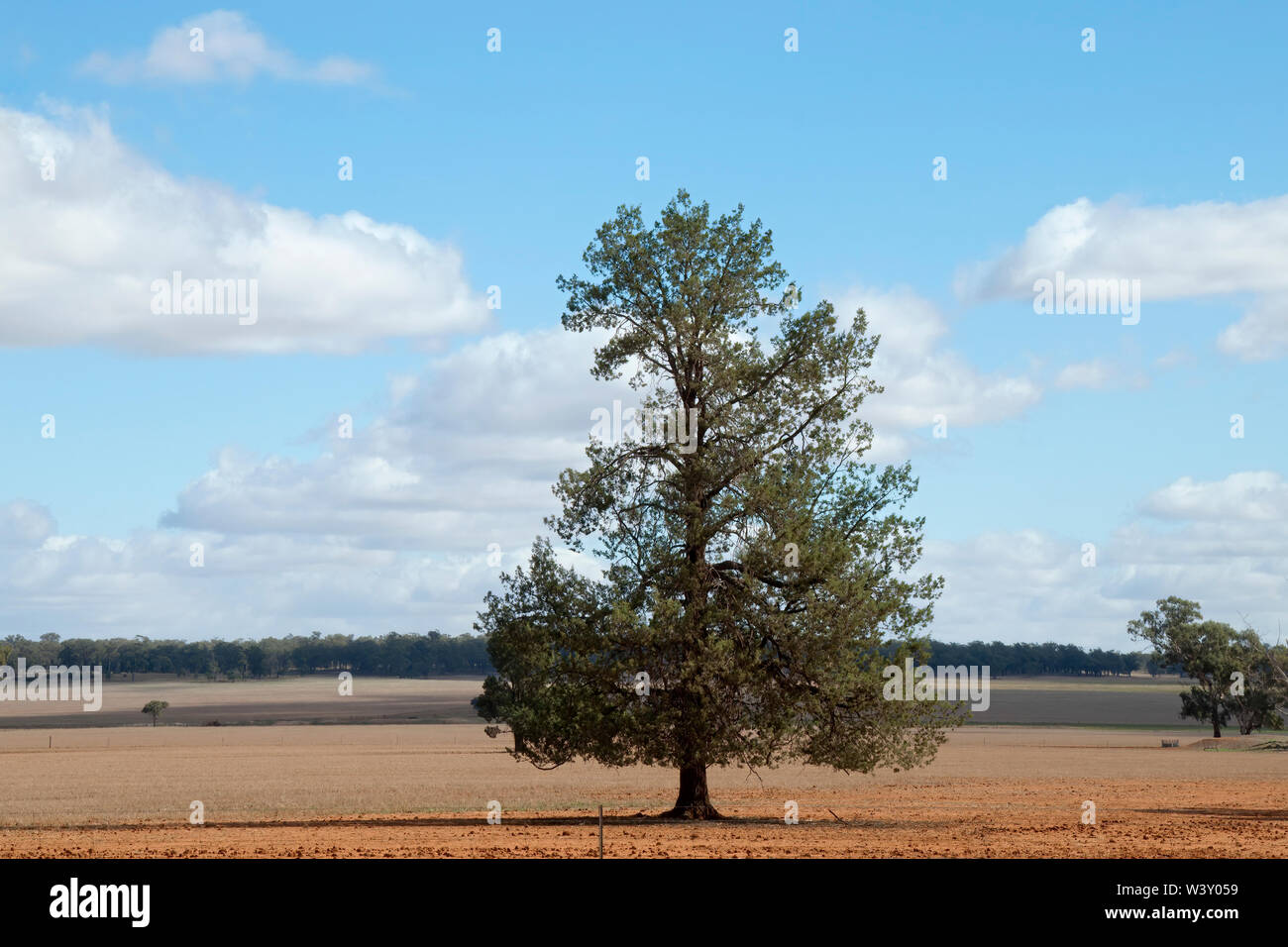 Kamarah Australia, tree on vast empty flat paddock Stock Photo - Alamy