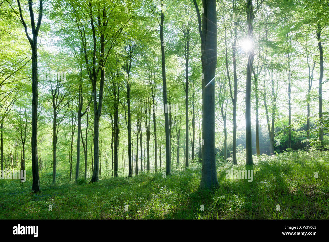 A beech woodland in spring at Rowberrow Warren in the Mendip Hills ...