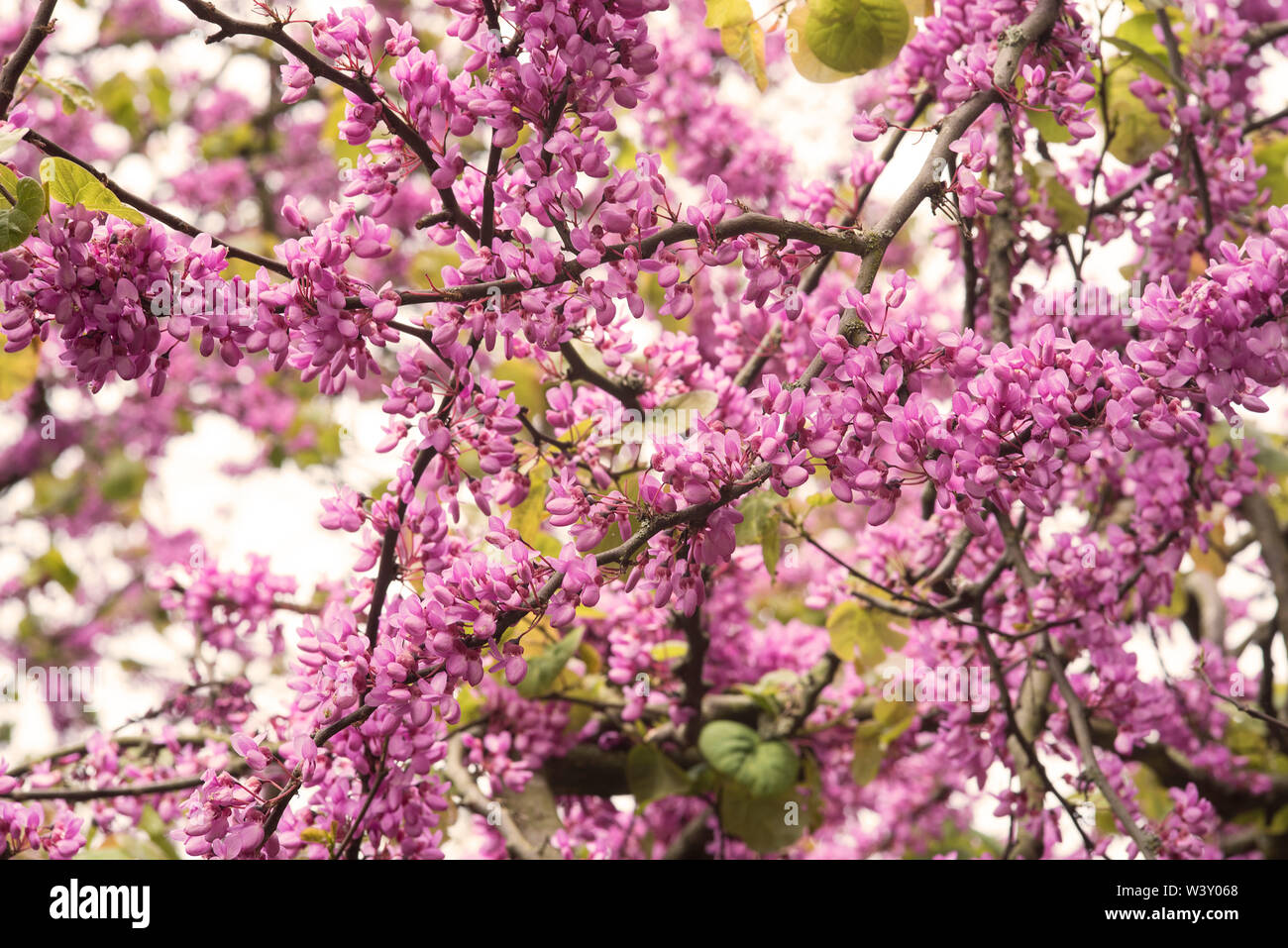 European Redbud blossom in the Spring sunshine. AKA Judas Tree, Cercis ...