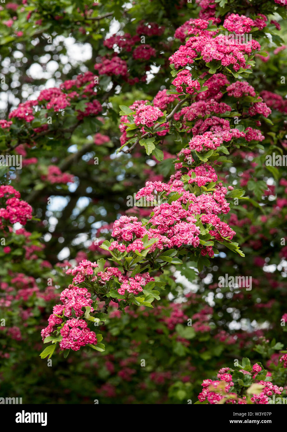 Double Pink Hawthorn blossom in the Spring sunshine Stock Photo - Alamy