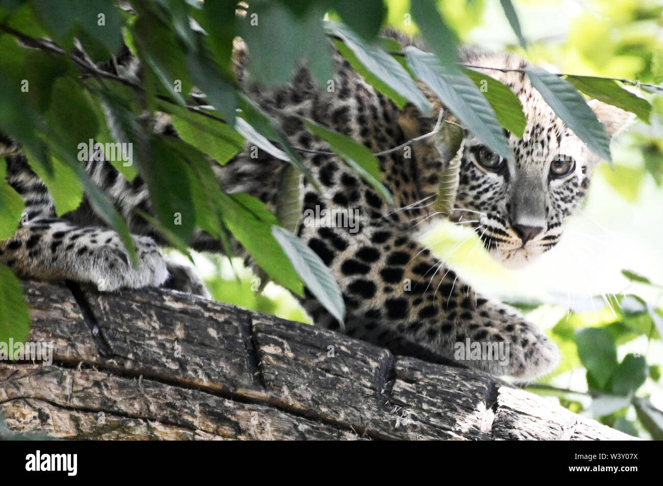 Cologne zoo enclosure hi-res stock photography and images - Alamy