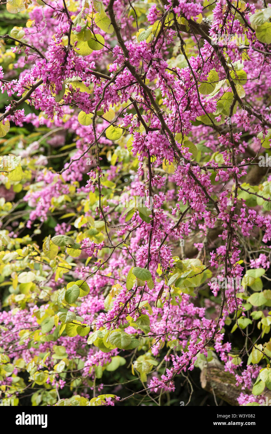European Redbud blossom in the Spring sunshine. AKA Judas Tree, Cercis ...