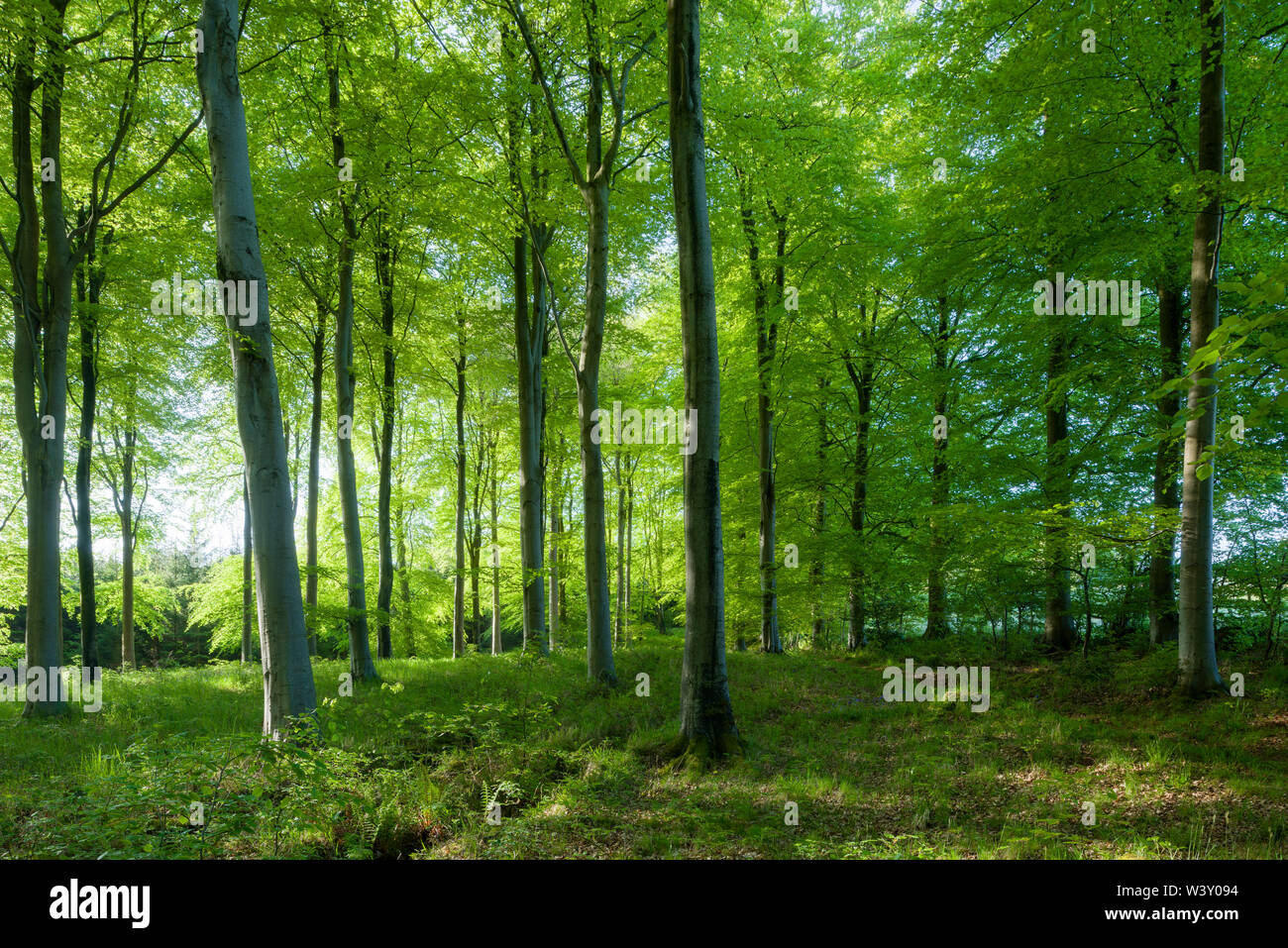 A beech woodland in spring at Rowberrow Warren in the Mendip Hills ...