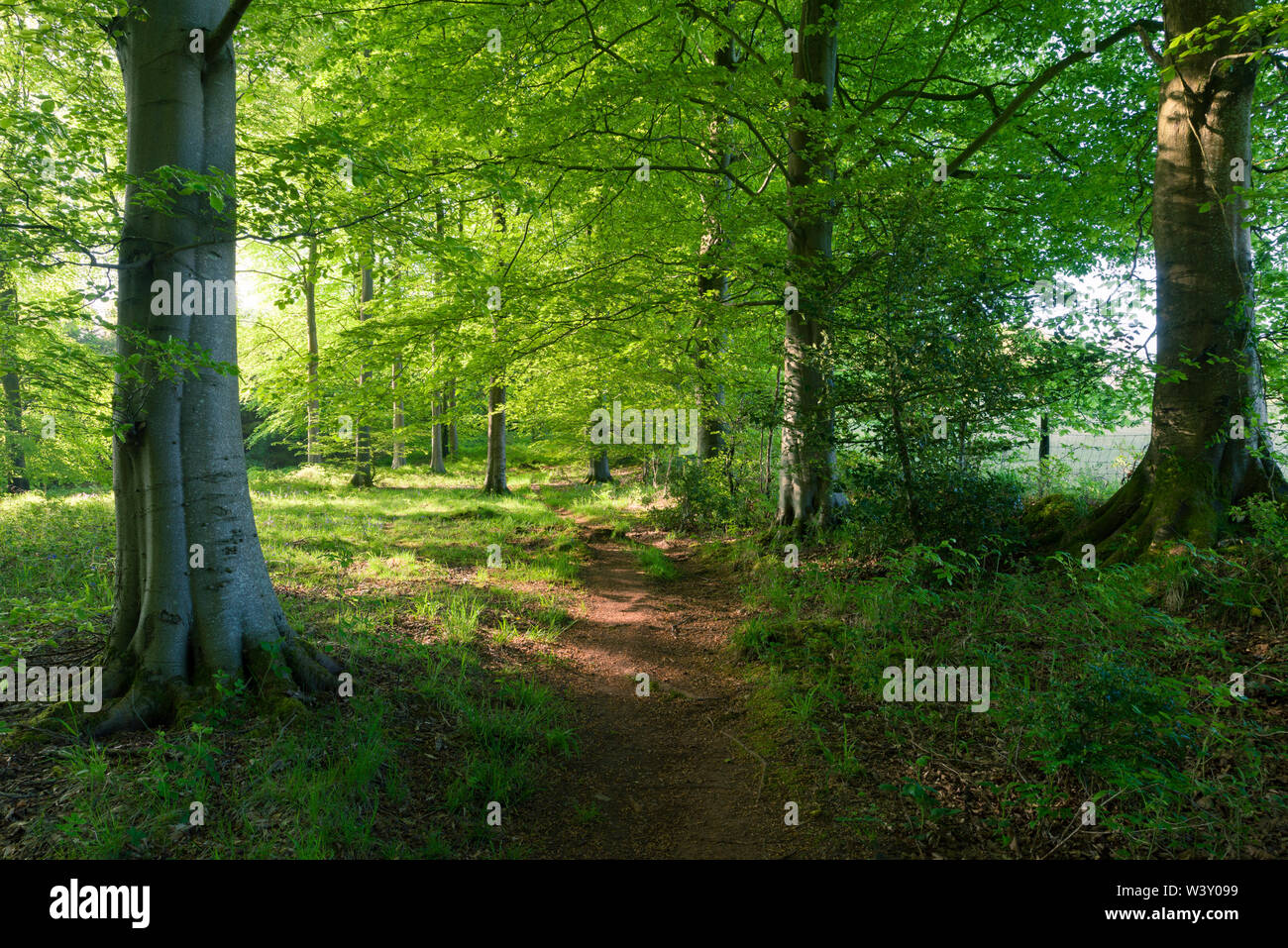 A beech woodland in spring at Rowberrow Warren in the Mendip Hills ...