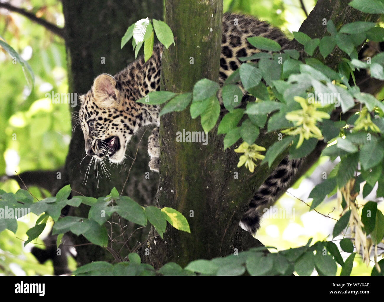 Cologne Zoo Enclosure High Resolution Stock Photography and Images - Alamy