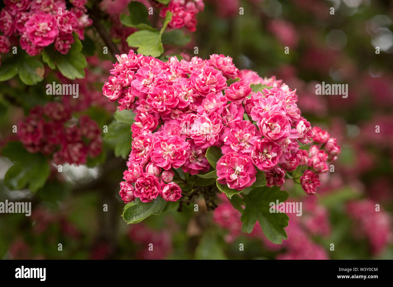 Double Pink Hawthorn blossom in the Spring sunshine Stock Photo - Alamy