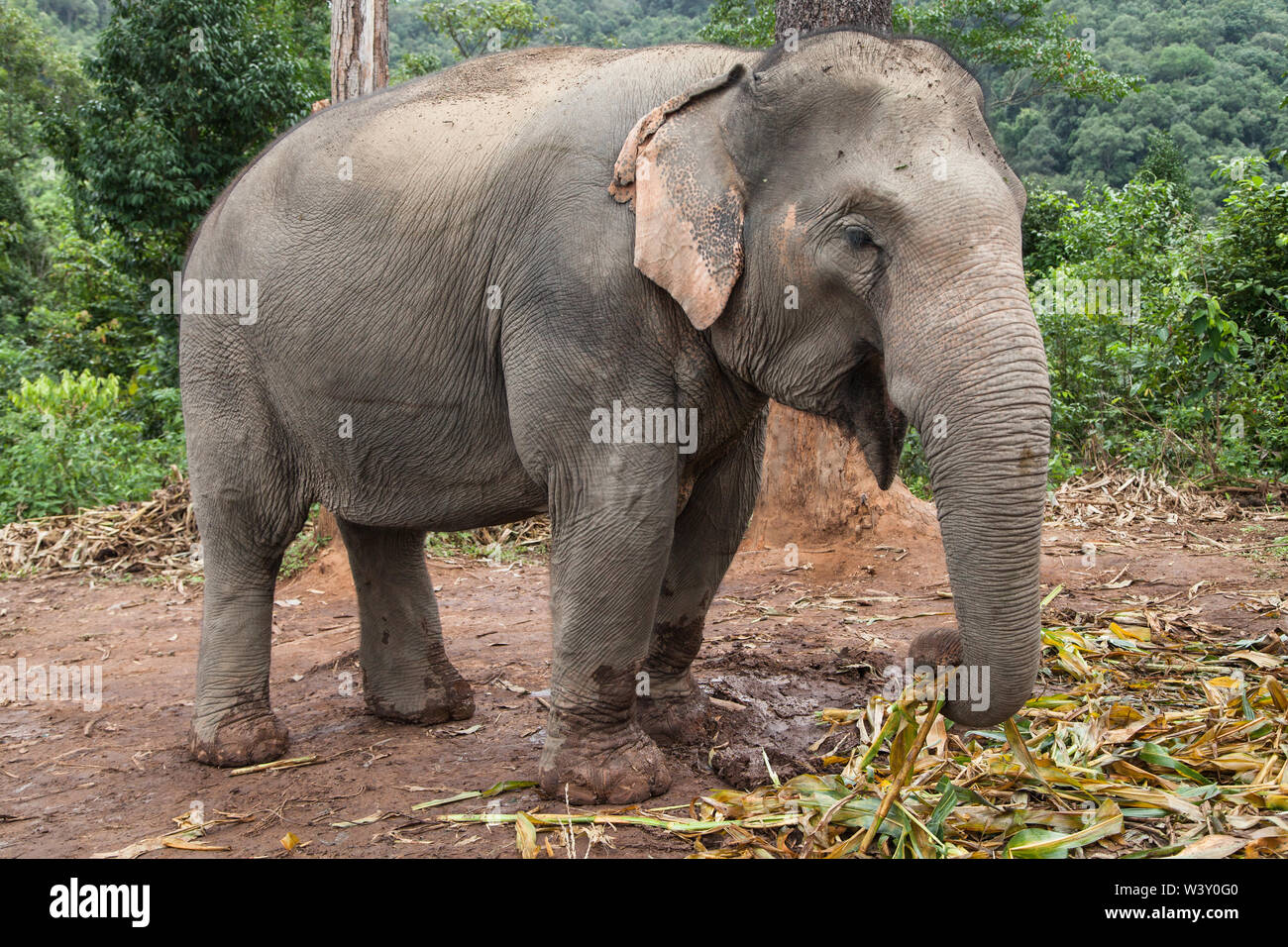 Elephant camp chiang mai hi-res stock photography and images - Alamy