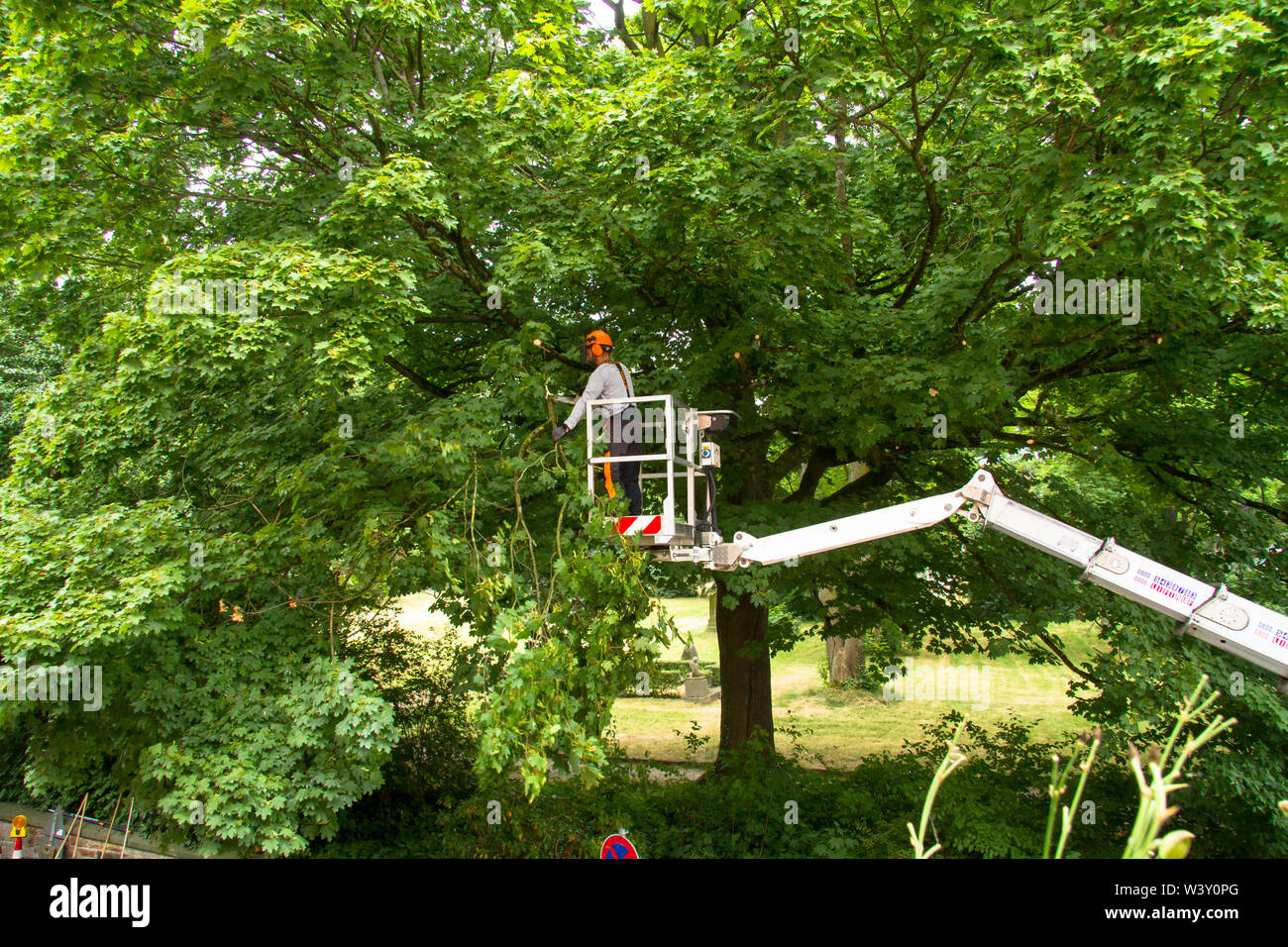 tree care service on a maple tree in Wetter an der Ruhr, Germany ...