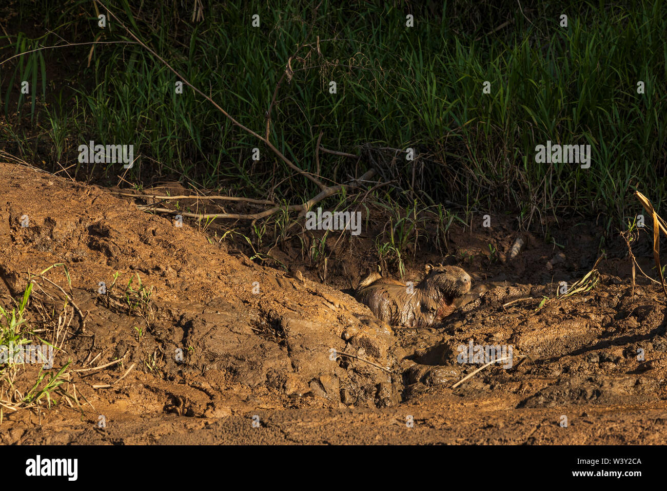 Capybara, Hydrochoerus hydrochaeris, rodent type of mammal wallowing in ...