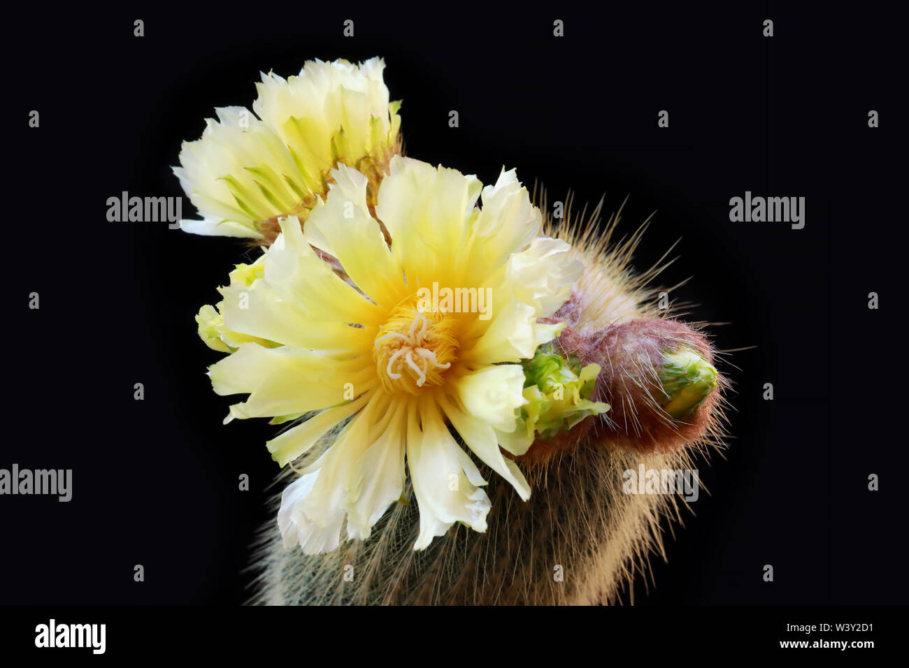 Notocactus hi-res stock photography and images - Alamy