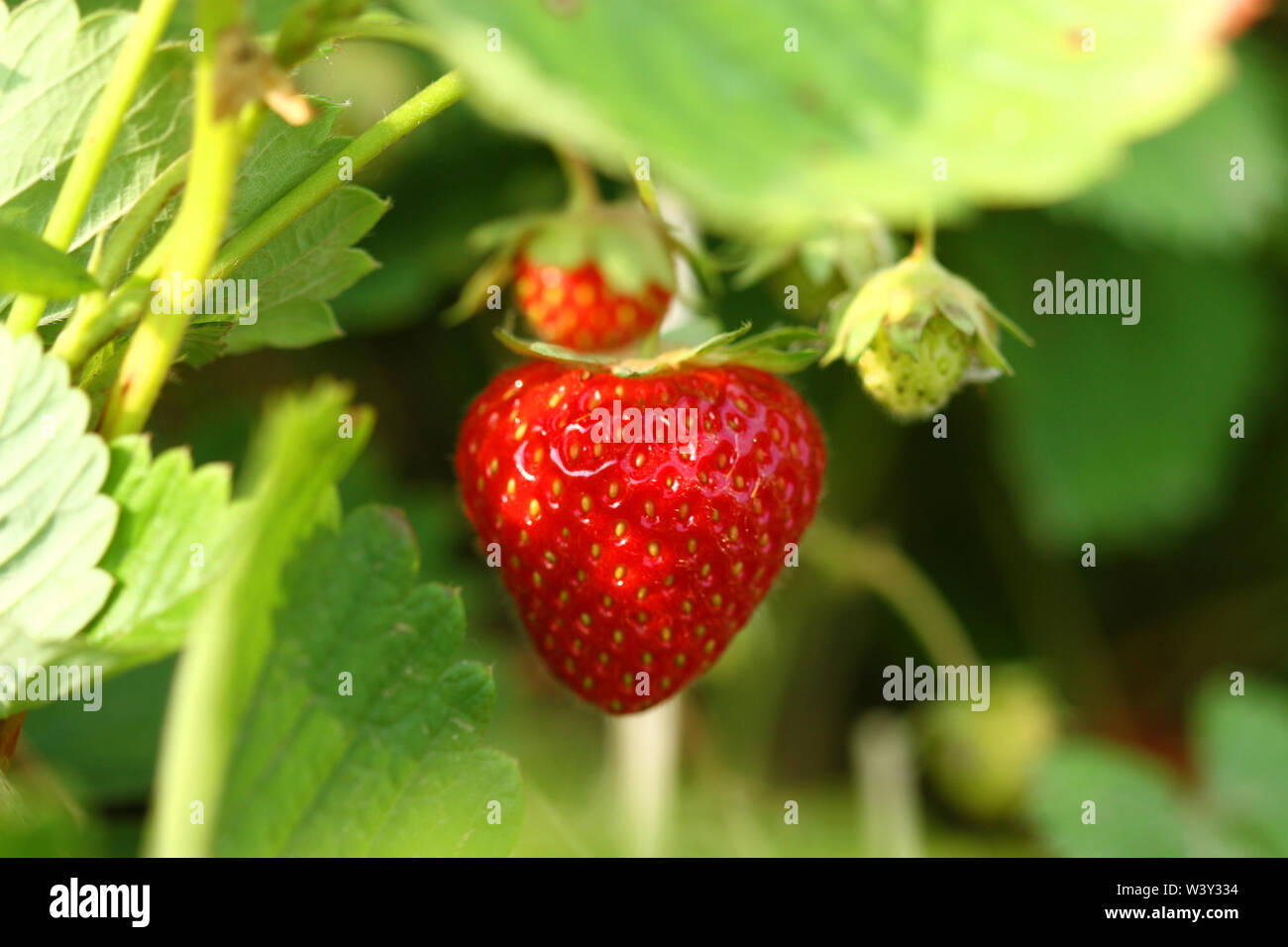 Strawberry on the plant hi-res stock photography and images - Alamy