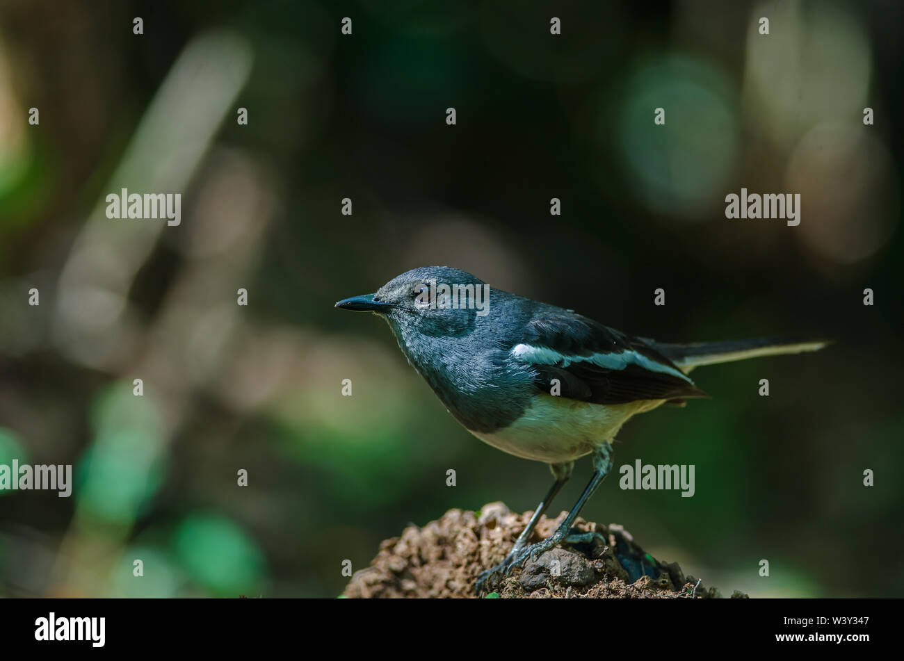 Oriental magpie robin (Copsychus saularis) on branch in nature Stock ...