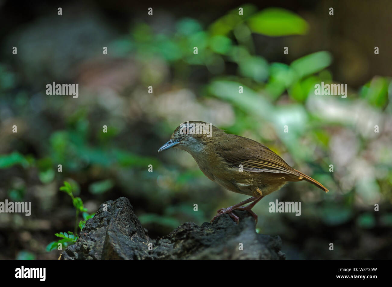 Abbott's Babbler (Malacocincla abbotti) in nature, Thailand Stock Photo ...