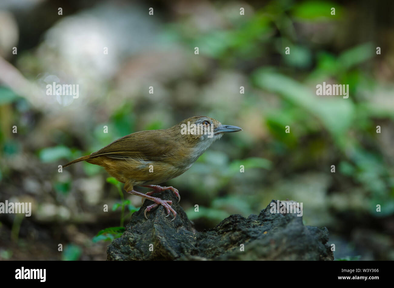 Abbott's Babbler (Malacocincla abbotti) in nature, Thailand Stock Photo ...
