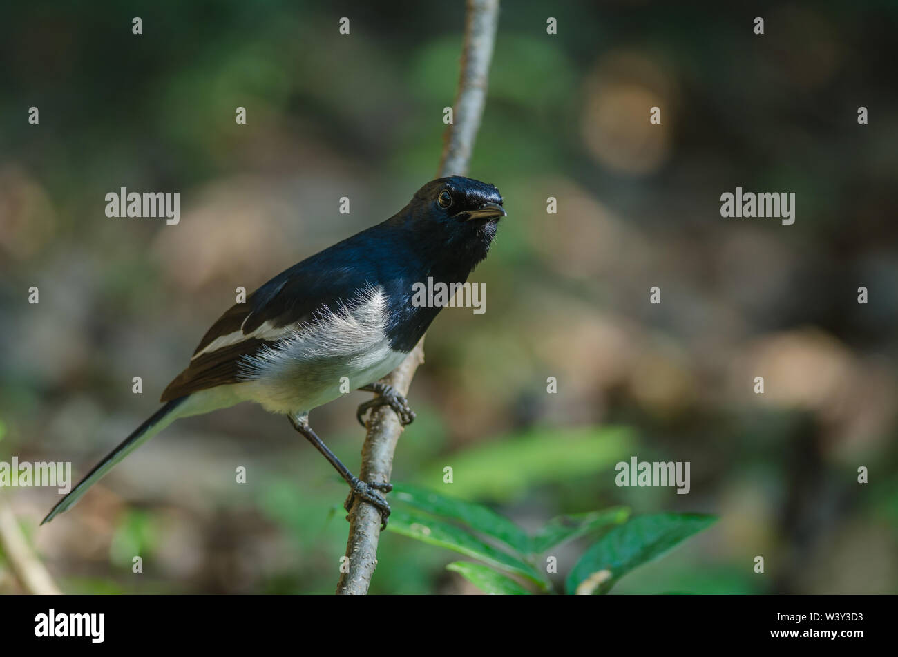 Oriental magpie robin (Copsychus saularis) on branch in nature Stock ...