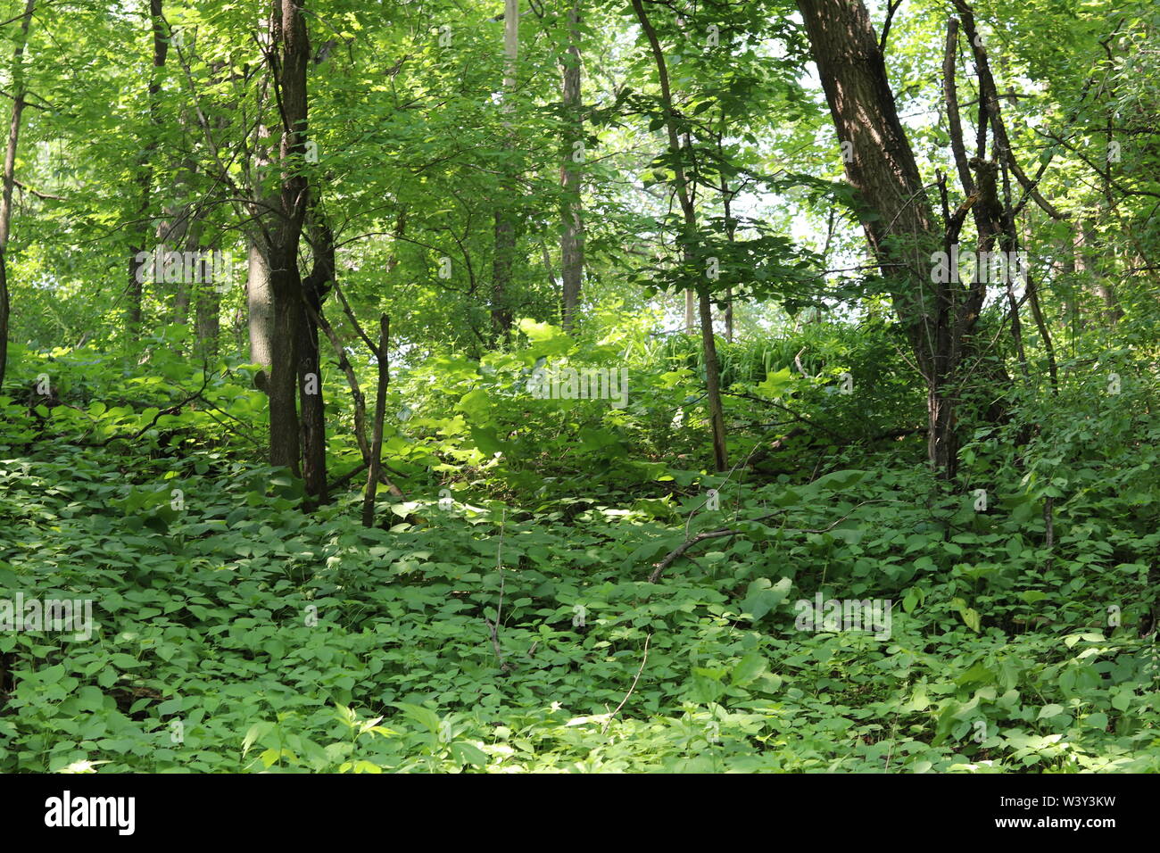 Black walnut trees hi-res stock photography and images - Alamy