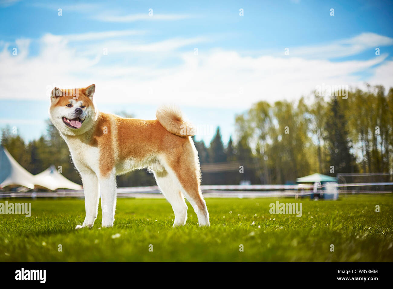 How Big Do Akita Inus Get