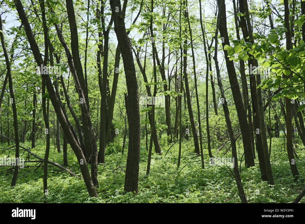 Black walnut forest hi-res stock photography and images - Alamy